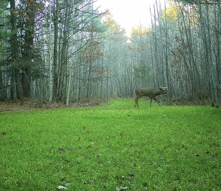 Easy Fall Food Plot Mix: Wheat, Winter Peas, and Clover ...